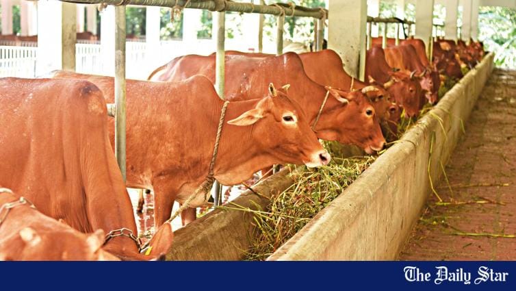 Red Chittagong cattle facing extinction | The Daily Star