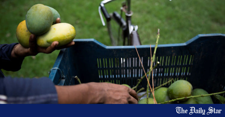 From field to plate: A mango’s journey | The Daily Star