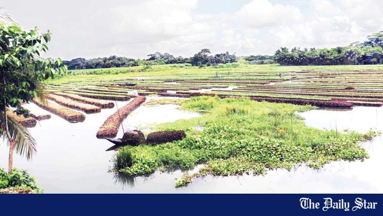 Farmers eye good profits from floating seedbeds | The Daily Star