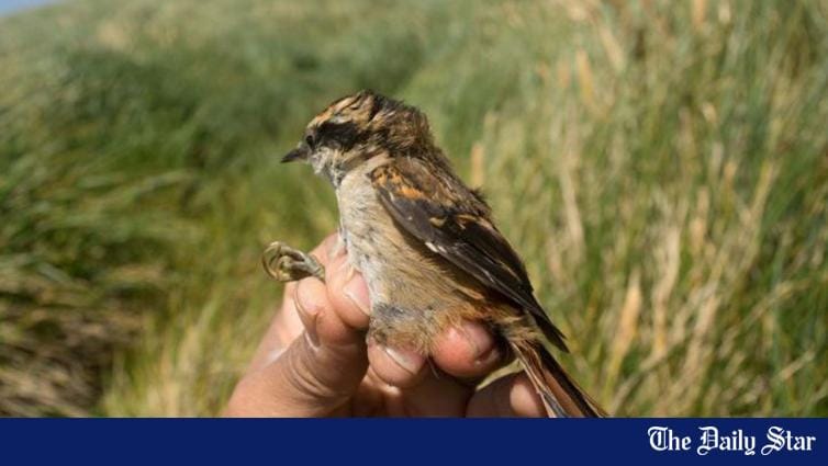 New bird species discovered at South America's edge | The Daily Star