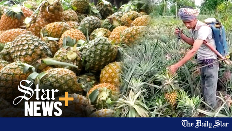 Are Modhupur’s pineapples now toxic with chemicals? | The Daily Star
