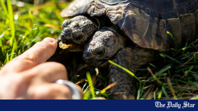 Double-headed tortoise turns 25 at Geneva museum | The Daily Star