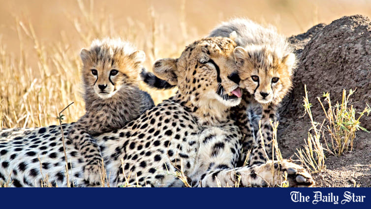 India to bring back Cheetahs | The Daily Star