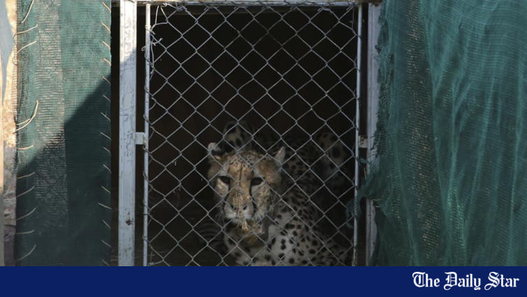 Cheetah reintroduced to India 70 years after extinction | The Daily Star