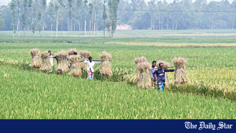 Northern paddy farmers at a loss over rising labour cost | The Daily Star