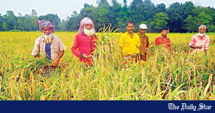 Harvesting of early Aman varieties begins | The Daily Star