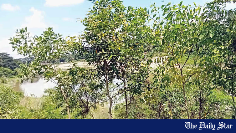 Tackling river erosion with trees | The Daily Star