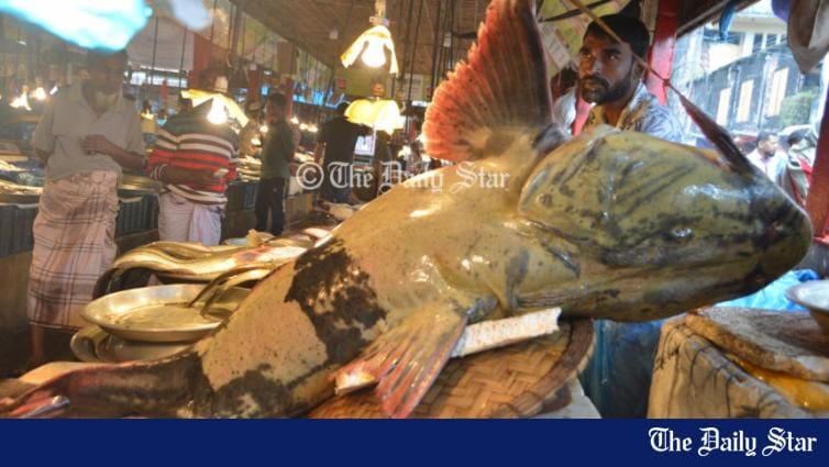Critically endangered 150kg Baghair being sold openly in Sylhet | The ...