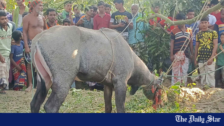 Rare Nilgai rescued in Chapainawabganj | The Daily Star
