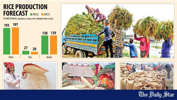 Rice production to decline marginally | The Daily Star