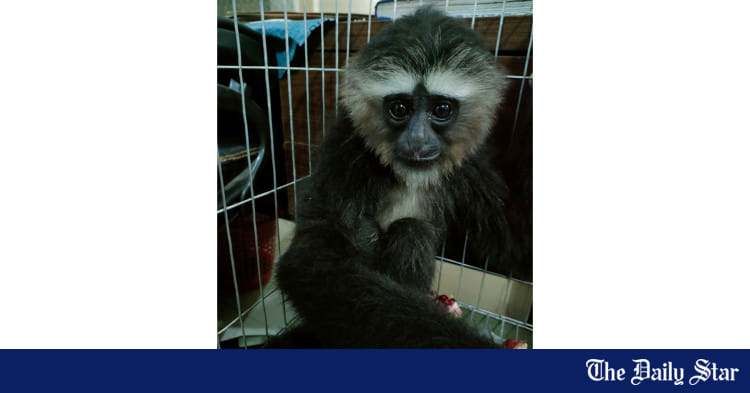 Man held with gibbon, monkey | The Daily Star