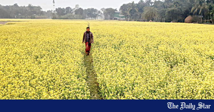 Mustard blooming on record area this year | The Daily Star