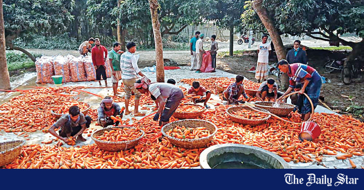 Vegetable cultivation shows promise in Pabna | The Daily Star