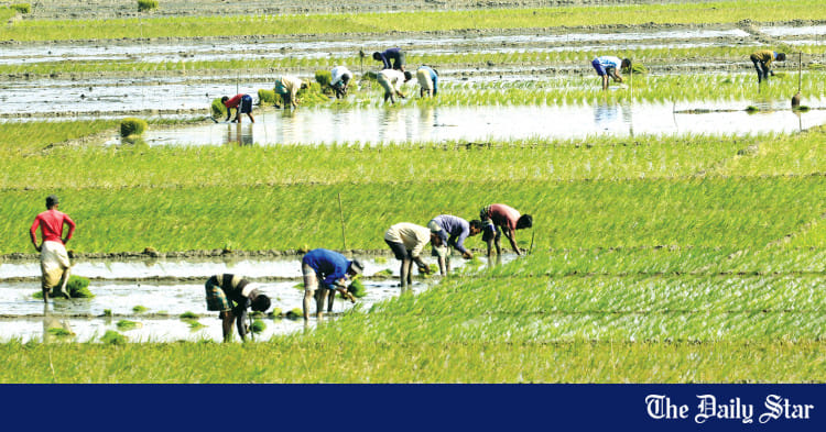 USDA revises up Bangladesh’s rice production forecast | The Daily Star