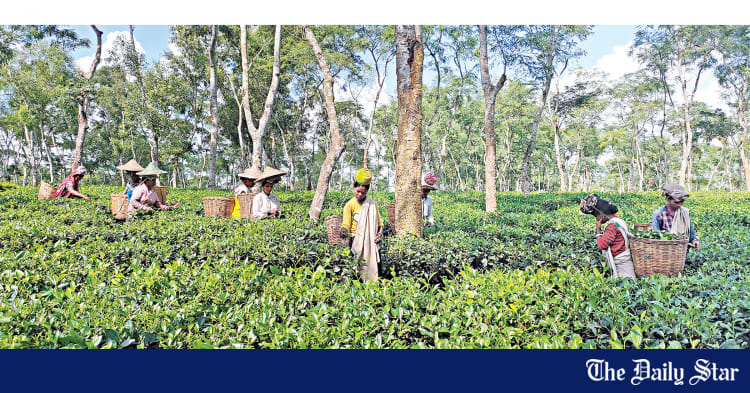 Tea production went down last year | The Daily Star