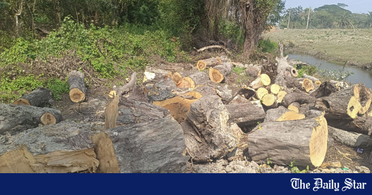 Stealing trees from reserve forest | The Daily Star