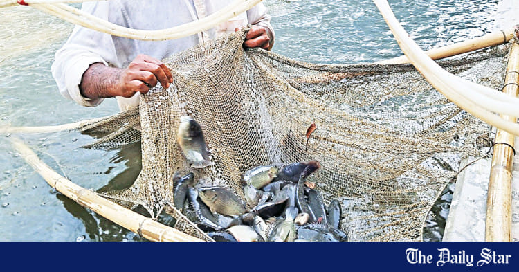 YouTube tutorial on fish farming brings him success | The Daily Star