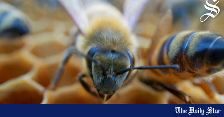 Why do bees make honey? | The Daily Star