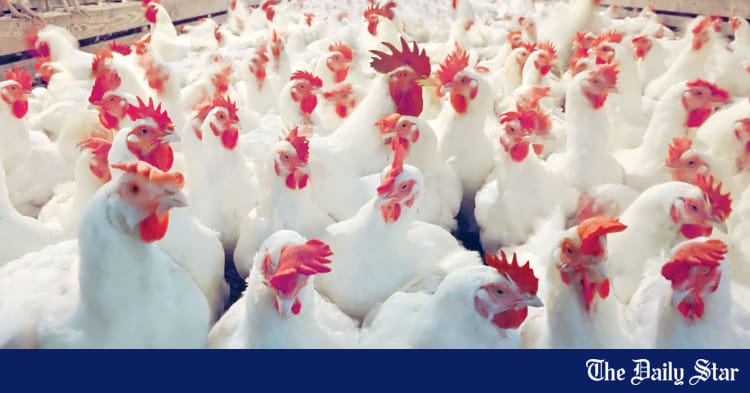 Fighting over being called ‘Murgi’ stops after price of chicken ...