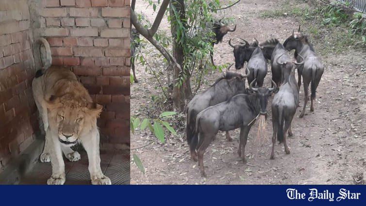 Ctg zoo gets new pair of African lions, eight wildebeests | The Daily Star