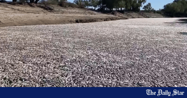 Millions of dead fish clog Australian river | The Daily Star