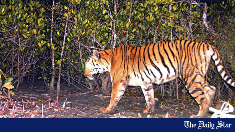 Tiger numbers expected to rise | The Daily Star