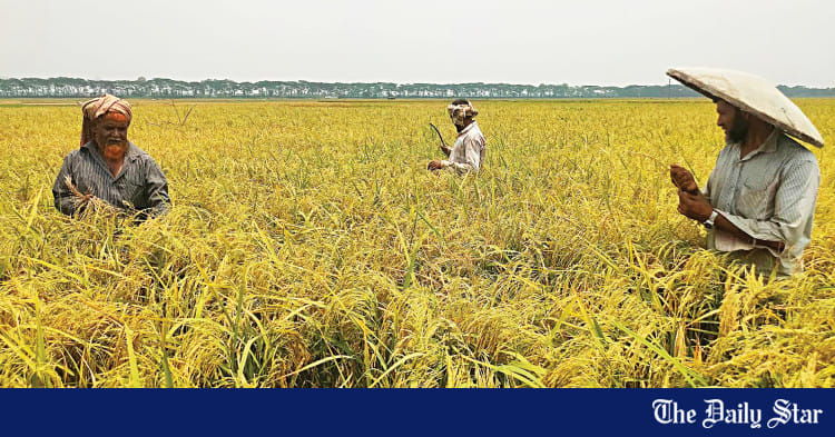 BINA Dhan-25 shows hope | The Daily Star