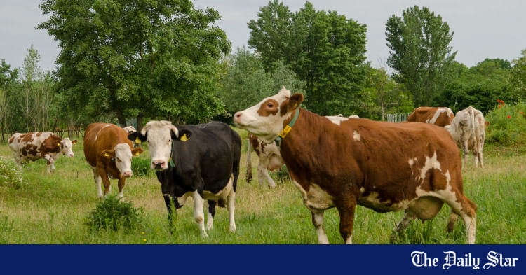 A guide to successful cattle farm ownership | The Daily Star