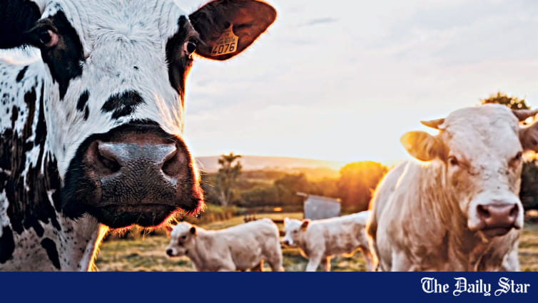 Man loses fingerprint after slapping cows’ rear ends | The Daily Star