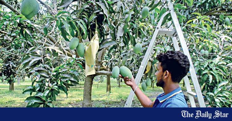 Amrapali mango production highest among all varieties | The Daily Star