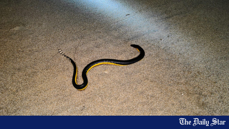 Venomous sea snake spotted on Cox's Bazar sea beach | The Daily Star