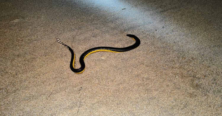 Venomous sea snake on Cox’s Bazar beach | The Daily Star