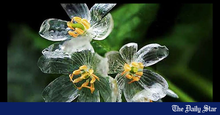 Diphylleia grayi | The Daily Star