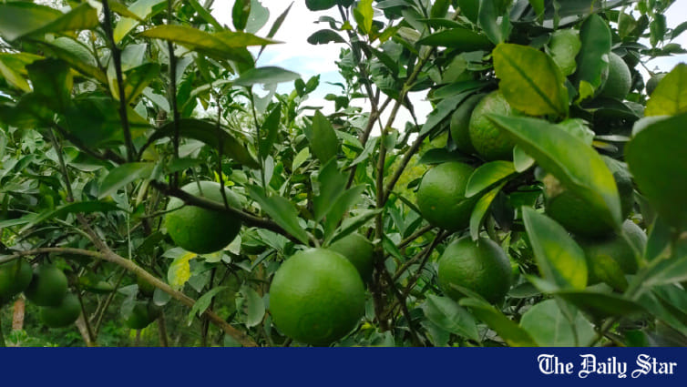 Green malta brings smiles to farmers | The Daily Star