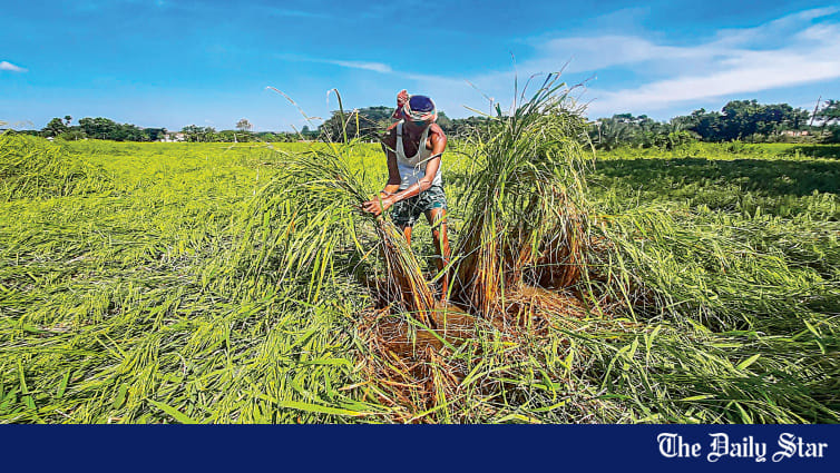 Cyclone Midhili ruins crops on 2.16 lakh hectares | The Daily Star
