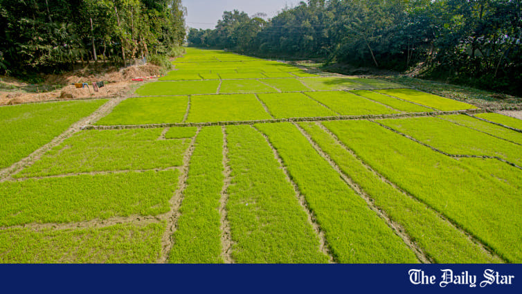 USDA trims Bangladesh's rice production forecast | The Daily Star