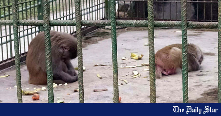 Zoo animals suffer in silence | The Daily Star