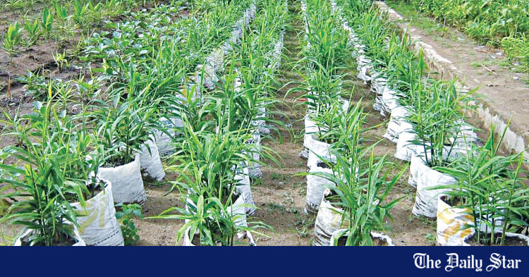 Ginger farming in sacks: Low cost, high profit | The Daily Star