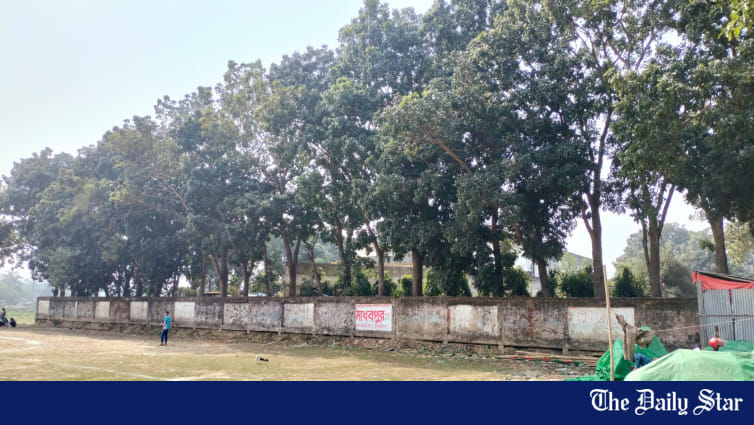108 trees -- the price of ‘beautification’ | The Daily Star