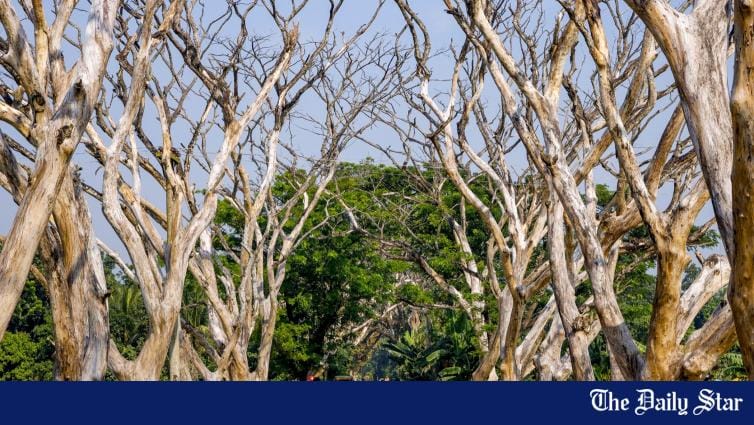 Dead trees a safety hazard on Satkhira roads | The Daily Star