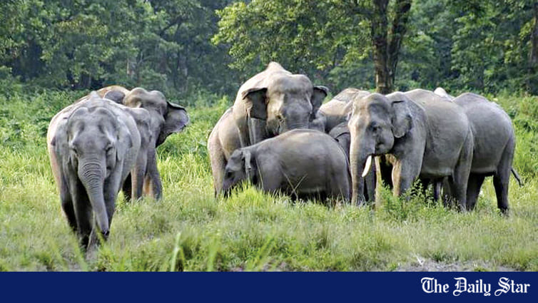 Asian elephants mourn, bury their dead calves: study | The Daily Star
