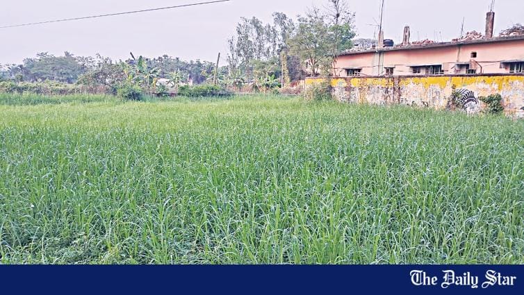 Commercial grass cultivation becoming popular in Ctg | The Daily Star