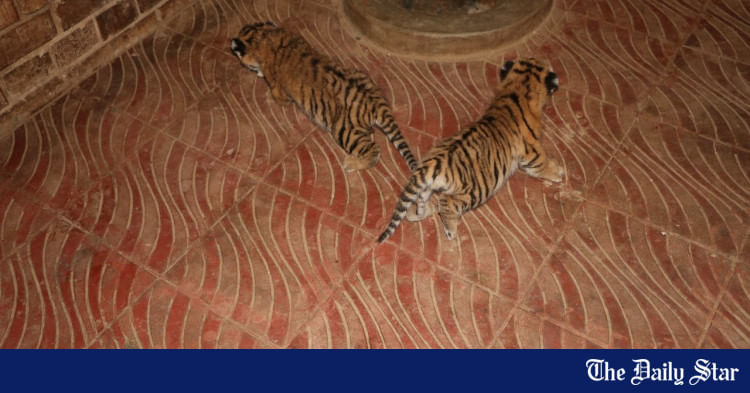 Two tiger cubs born at Ctg Zoo | The Daily Star