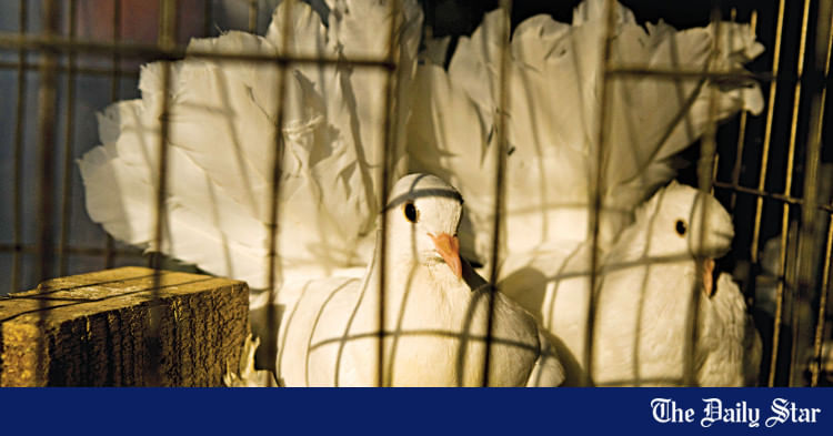 How to Protect Stray Animals from Heatwaves? | Helping stray animals ...