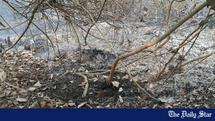 Fire in Sundarbans in Bangladesh | Fire service starts work to douse ...