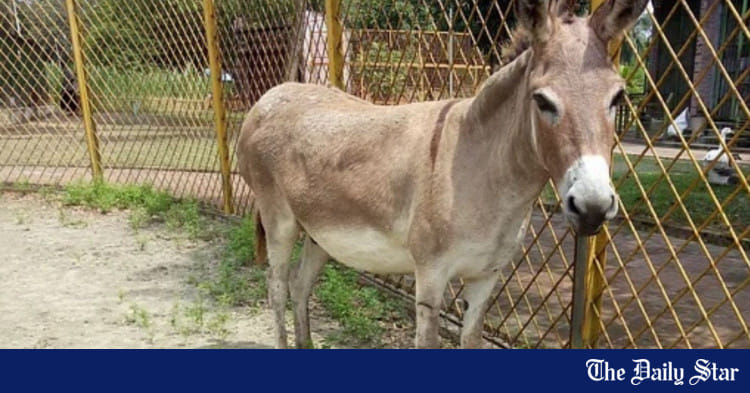 So, how many donkeys are there in Bangladesh? | The Daily Star