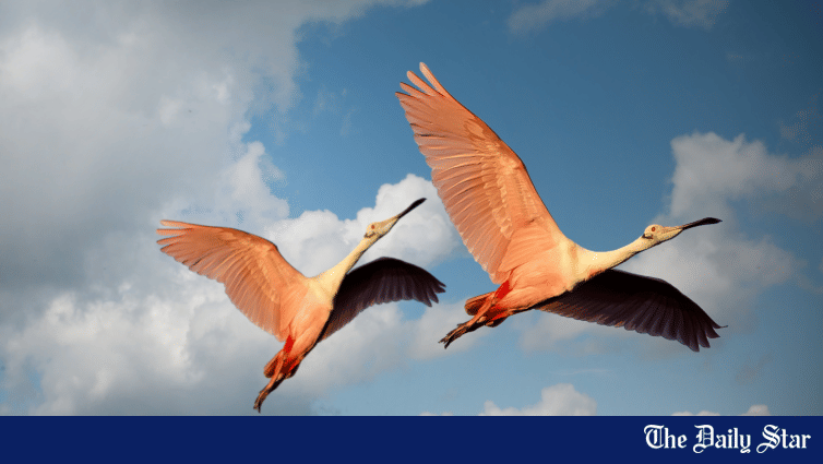36 flamingos killed as airplane hits flock in Mumbai | The Daily Star