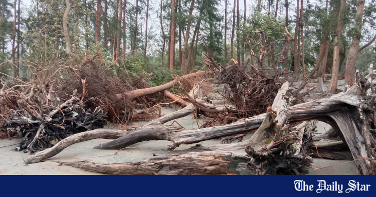 Cyclone Remal Destruction: 2cr trees on Patuakhali, Barguna forest land ...