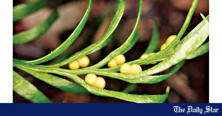 Humble fern wins world record for largest genome | The Daily Star