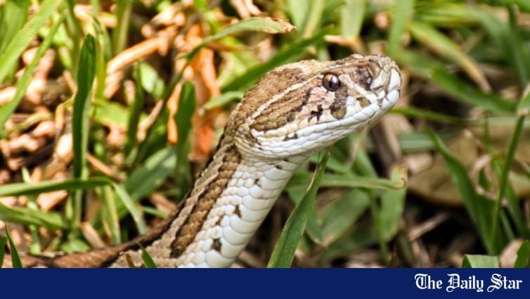 Locals rush to catch Russell’s Vipers after bounty announced by ...